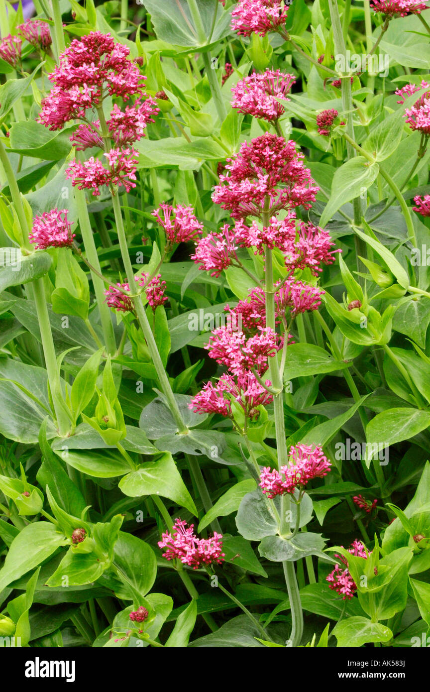 Centranthus rubra spur valerian hi-res stock photography and images - Alamy