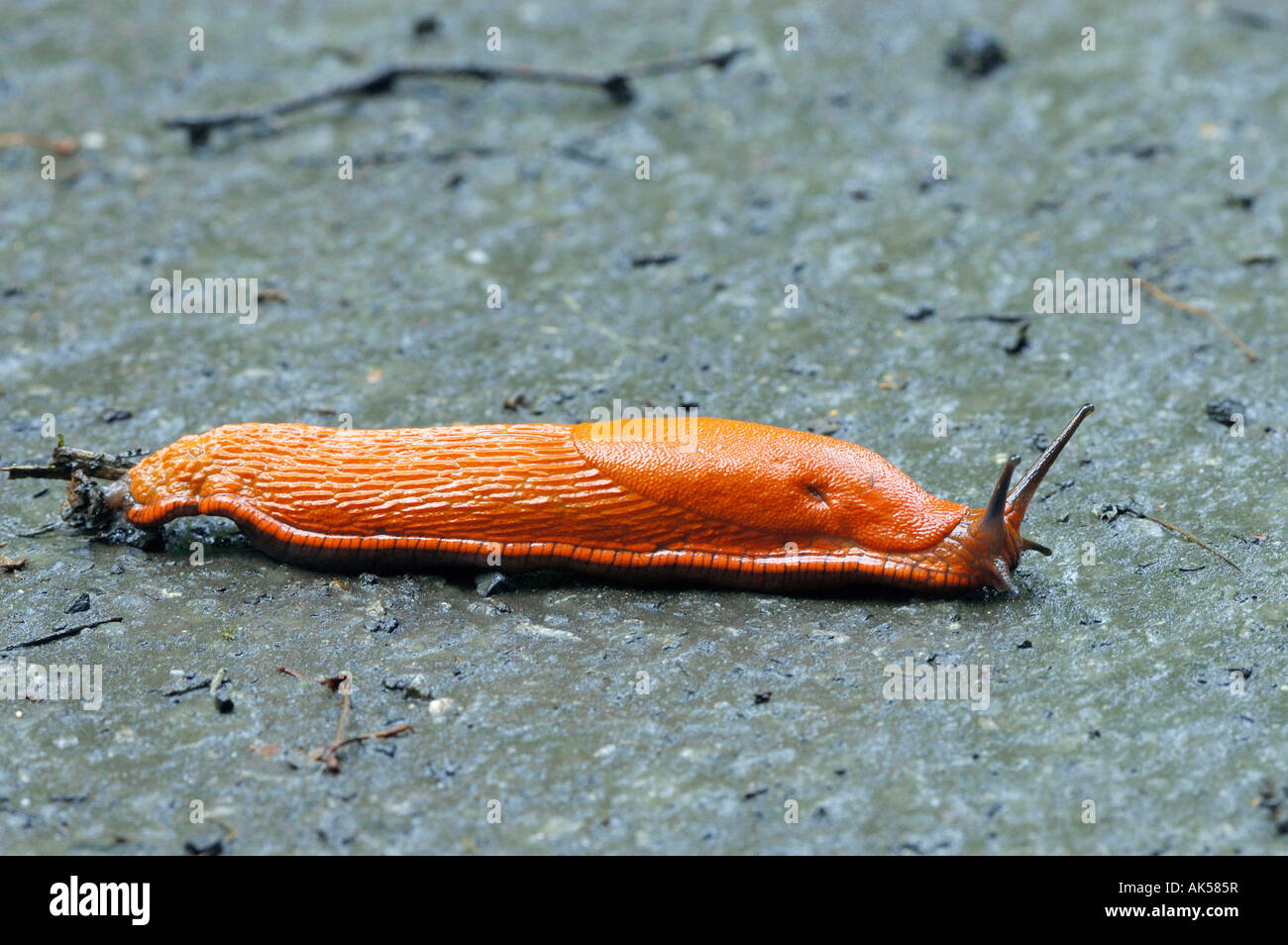Greater red slug hi-res stock photography and images - Alamy