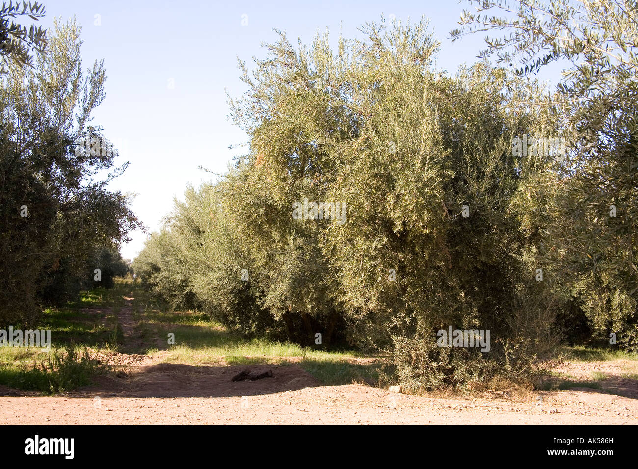 Olives trees Marrakesh Morocco Stock Photo - Alamy