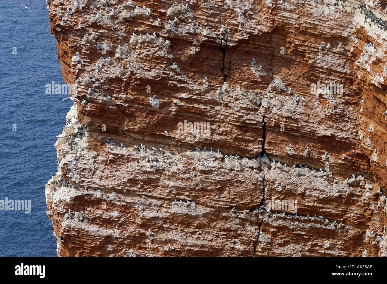 Birdrock hi-res stock photography and images - Alamy