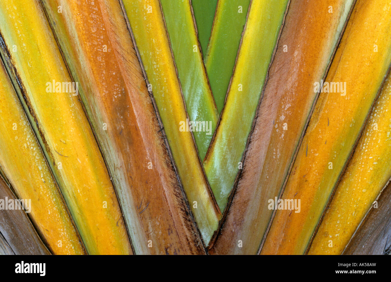 V shaped leaves hi-res stock photography and images - Alamy