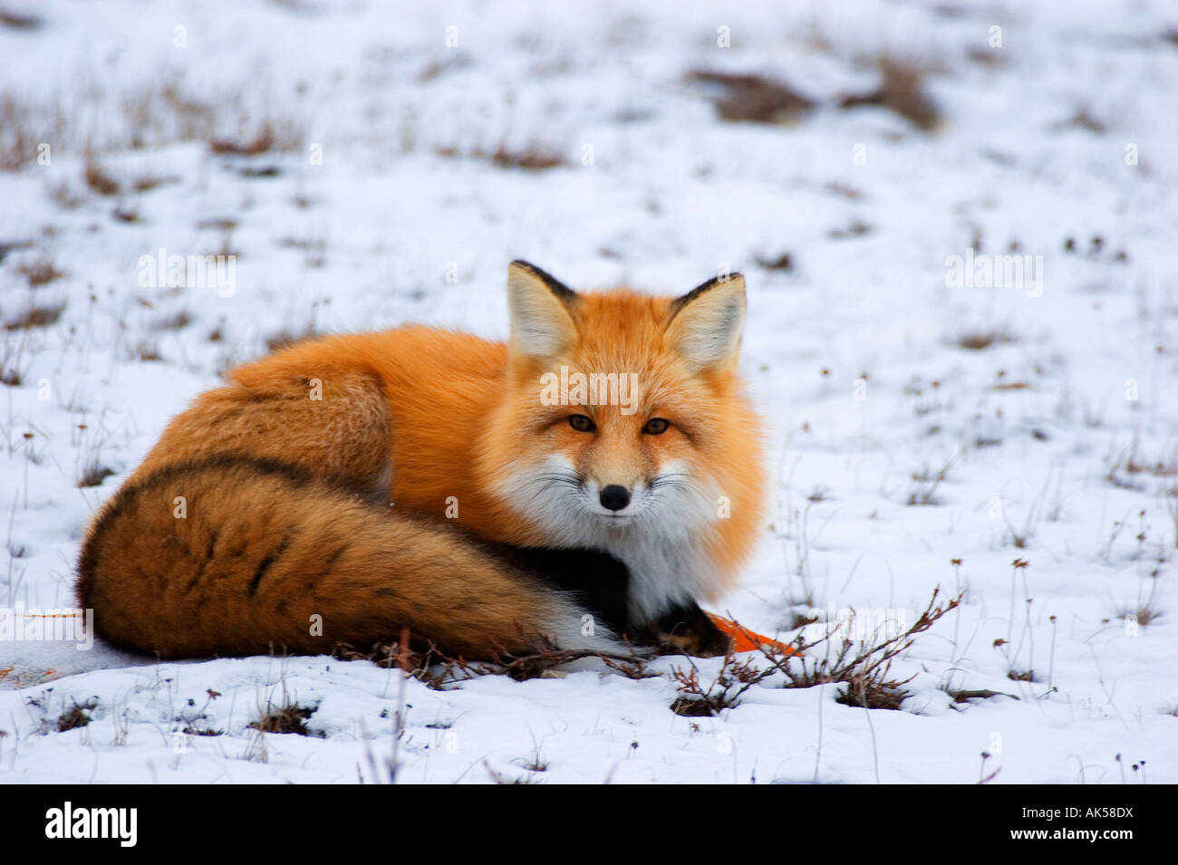 American Red Fox Stock Photo - Alamy
