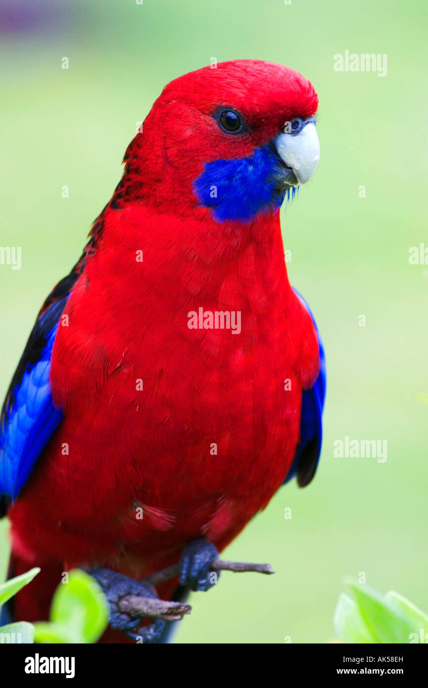 Pennants rosella platycercus hi-res stock photography and images - Alamy