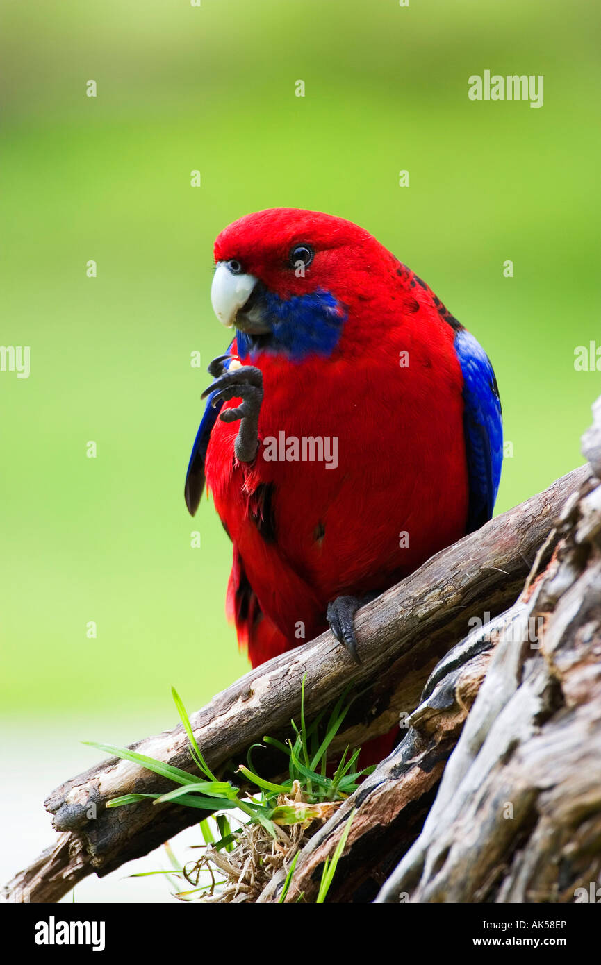 Pennants rosella platycercus hi-res stock photography and images - Alamy