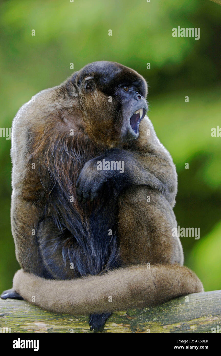 Common Woolly Monkey Stock Photo - Alamy