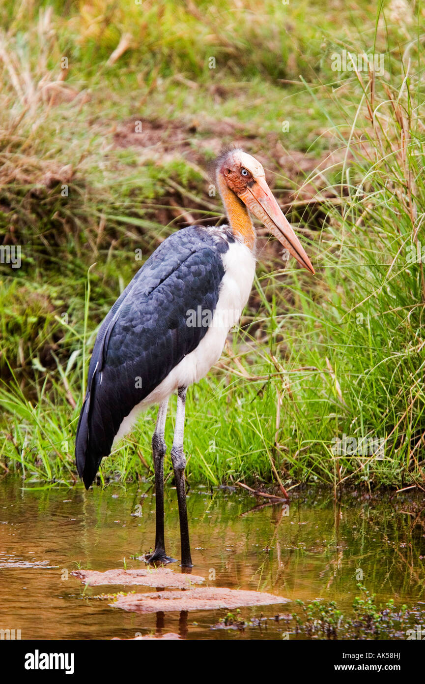 Lesser Adjutant Stork Stock Photo - Alamy