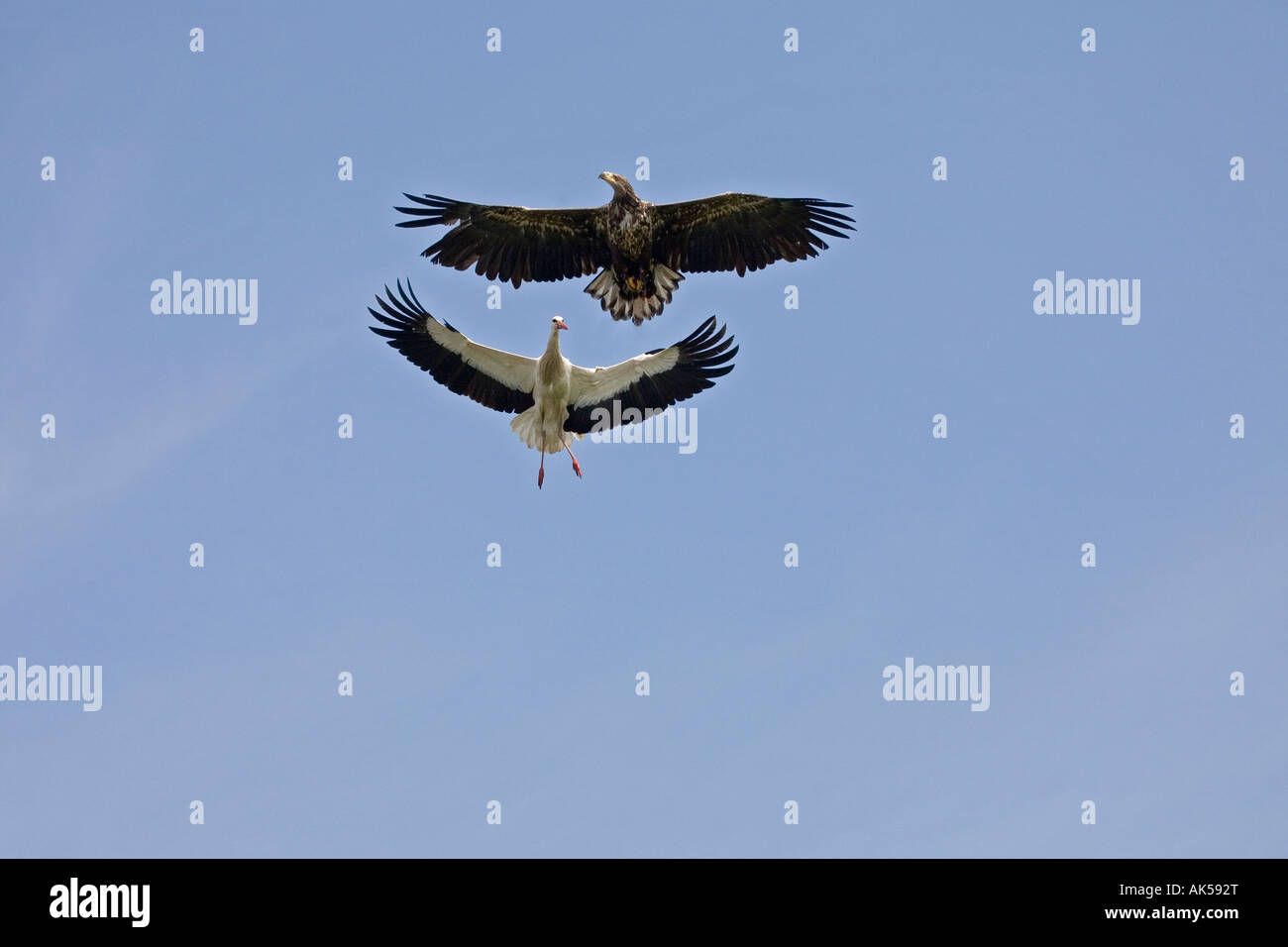 White-tailed Sea Eagle and White Stork Stock Photo - Alamy