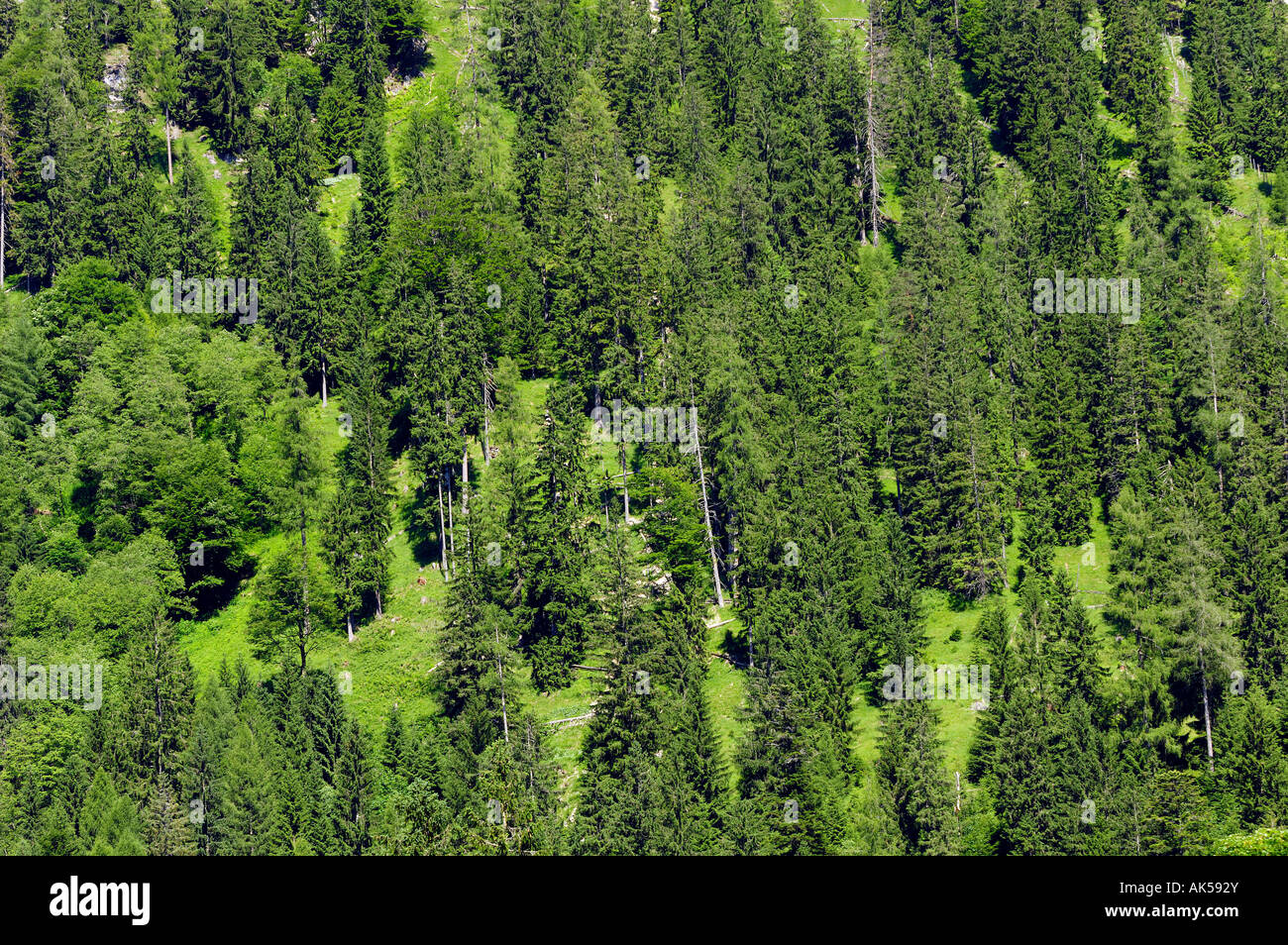 Mixed forest in valley klausbachtal hi-res stock photography and images ...