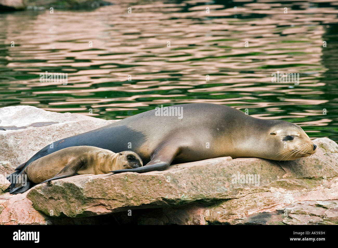 Californian Sea Lion Stock Photo - Alamy