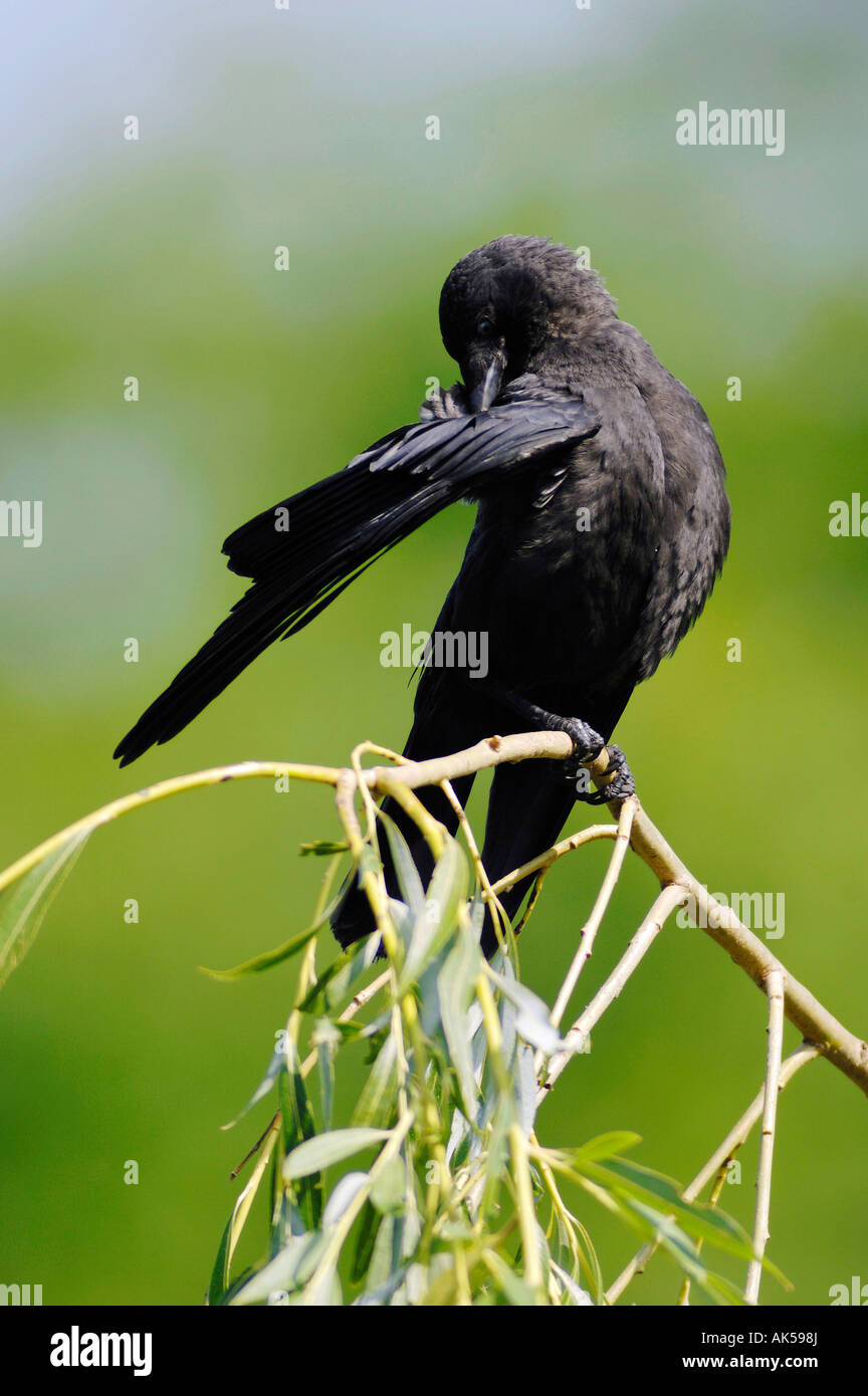 Jackdaw preening hi-res stock photography and images - Alamy