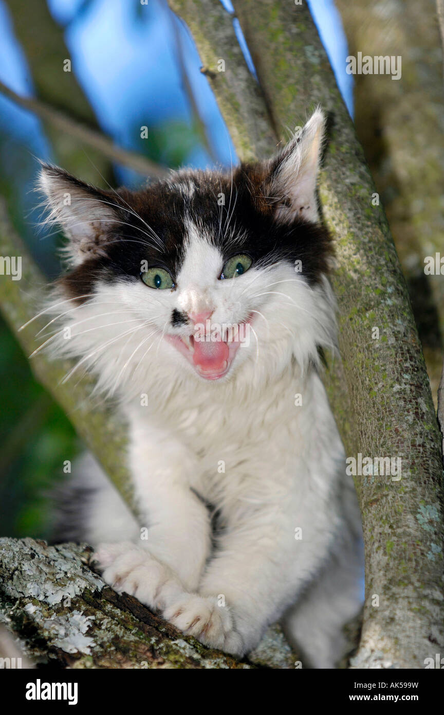 Miaowing hi-res stock photography and images - Alamy