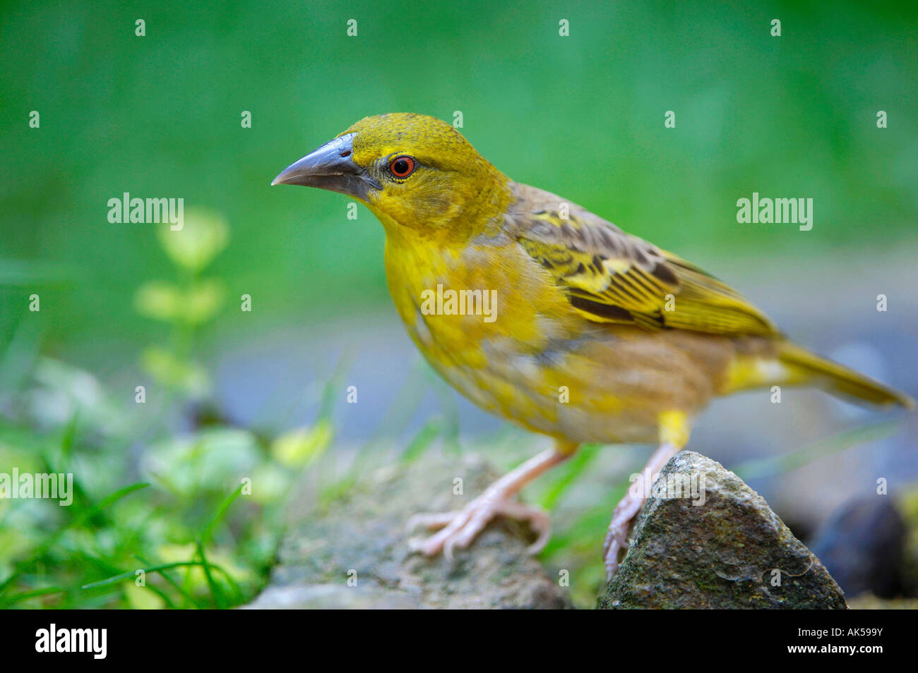 Female village weaver bird hi-res stock photography and images - Alamy