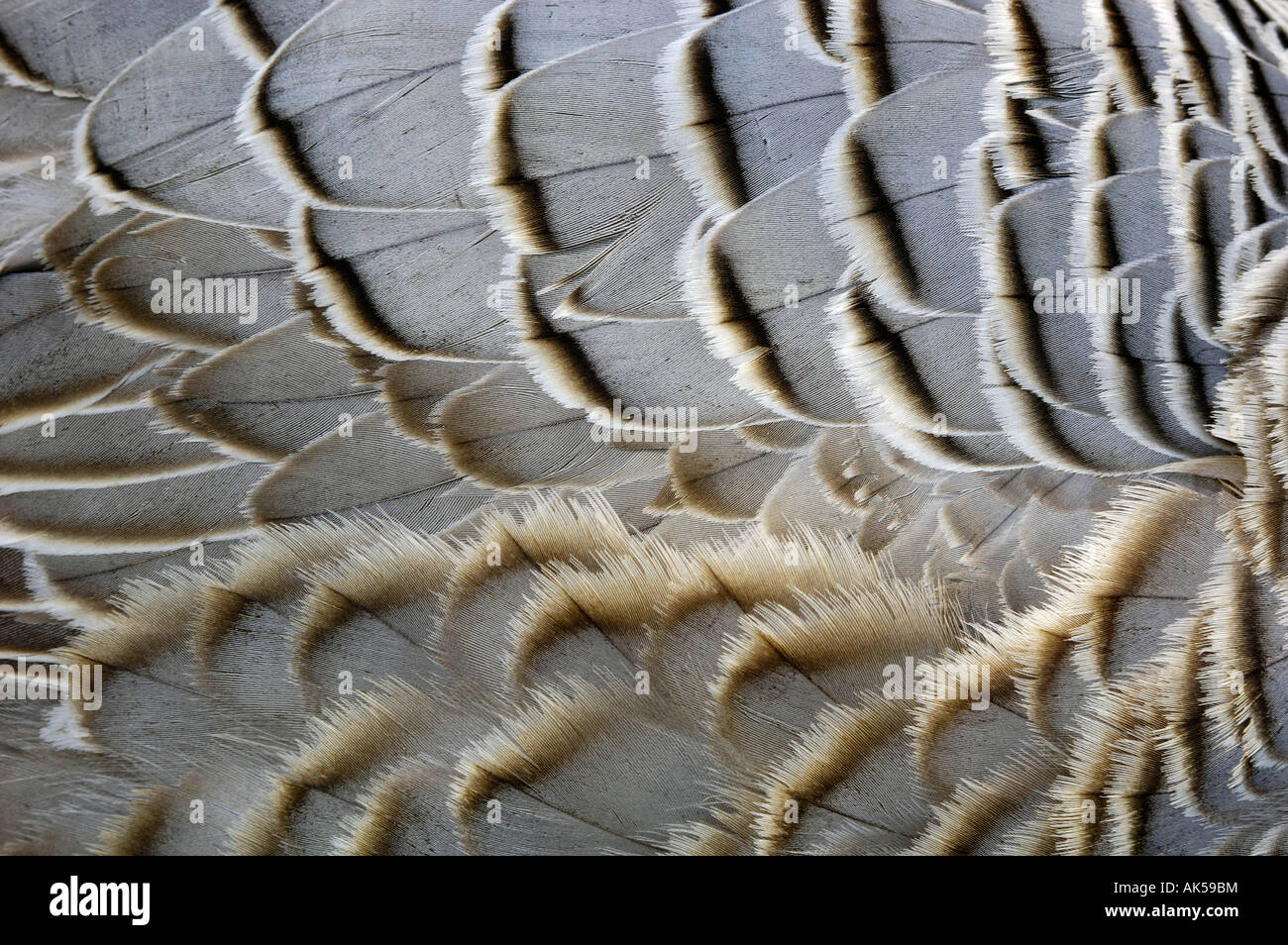 Emperor goose feathers hi-res stock photography and images - Alamy