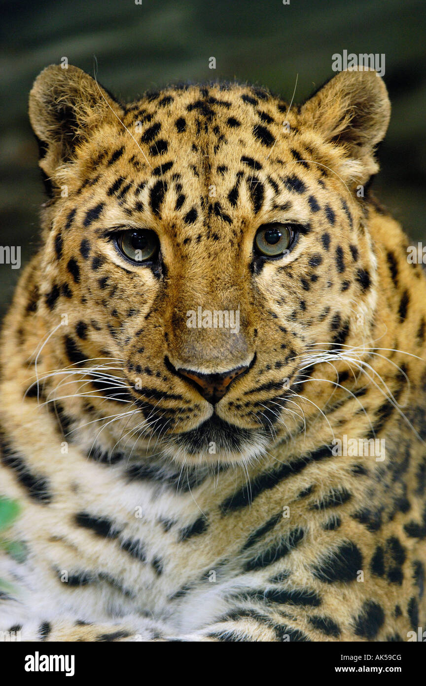 Leopard upright hi-res stock photography and images - Alamy