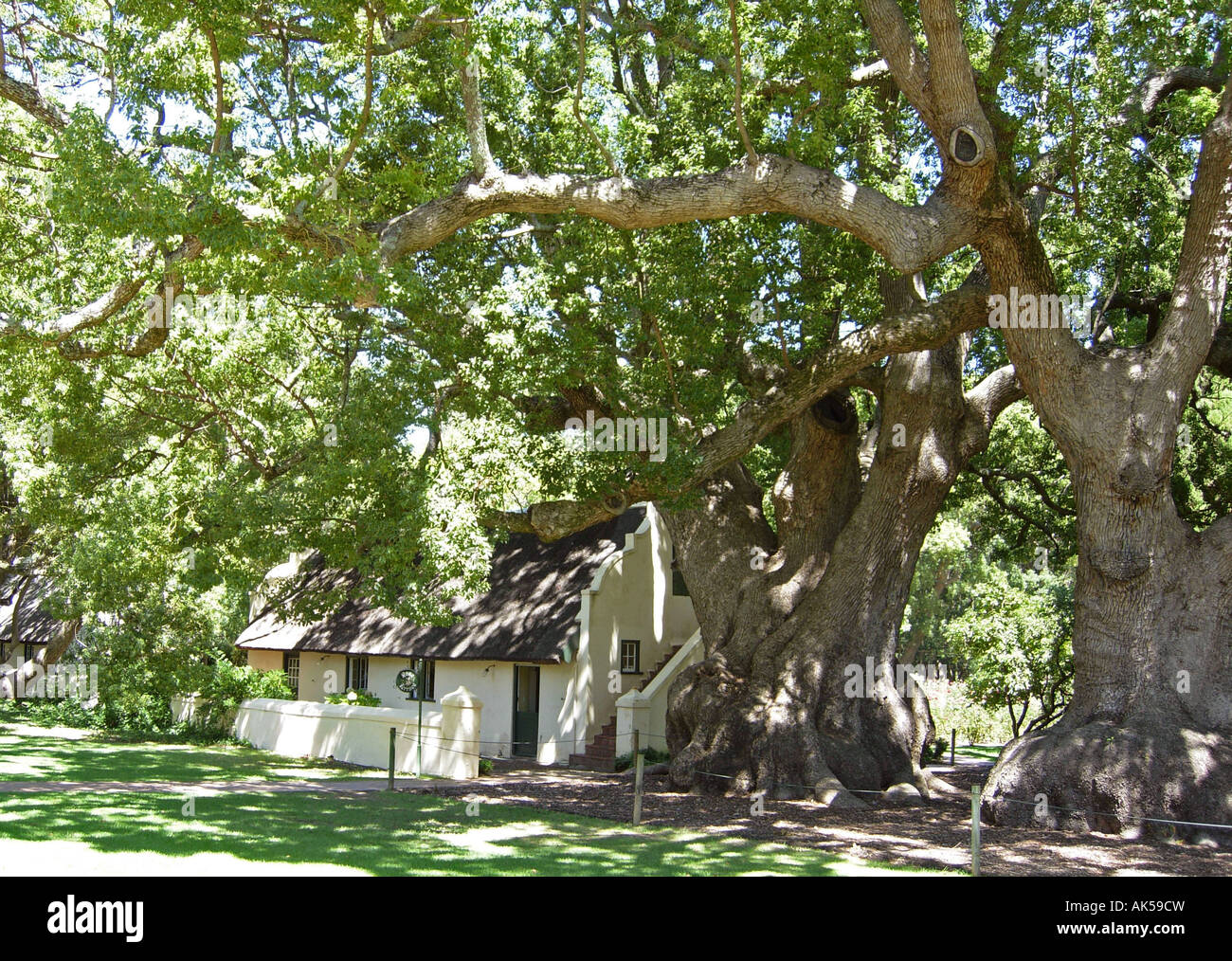 Enormous Chinese camphor trees at Vergelegen Estate and Winery Somerset ...