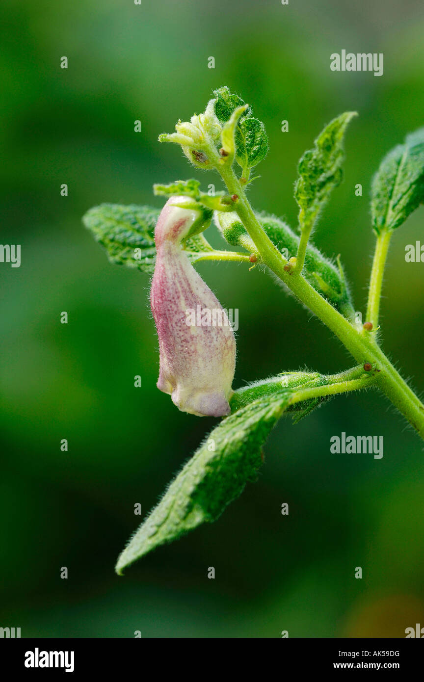 Sesame plants hi-res stock photography and images - Alamy