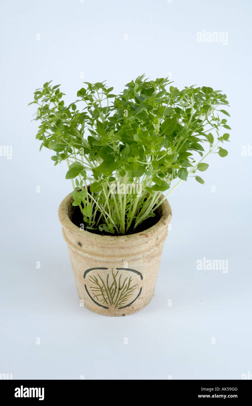 Ocimum basilicum piccolino hi-res stock photography and images - Alamy