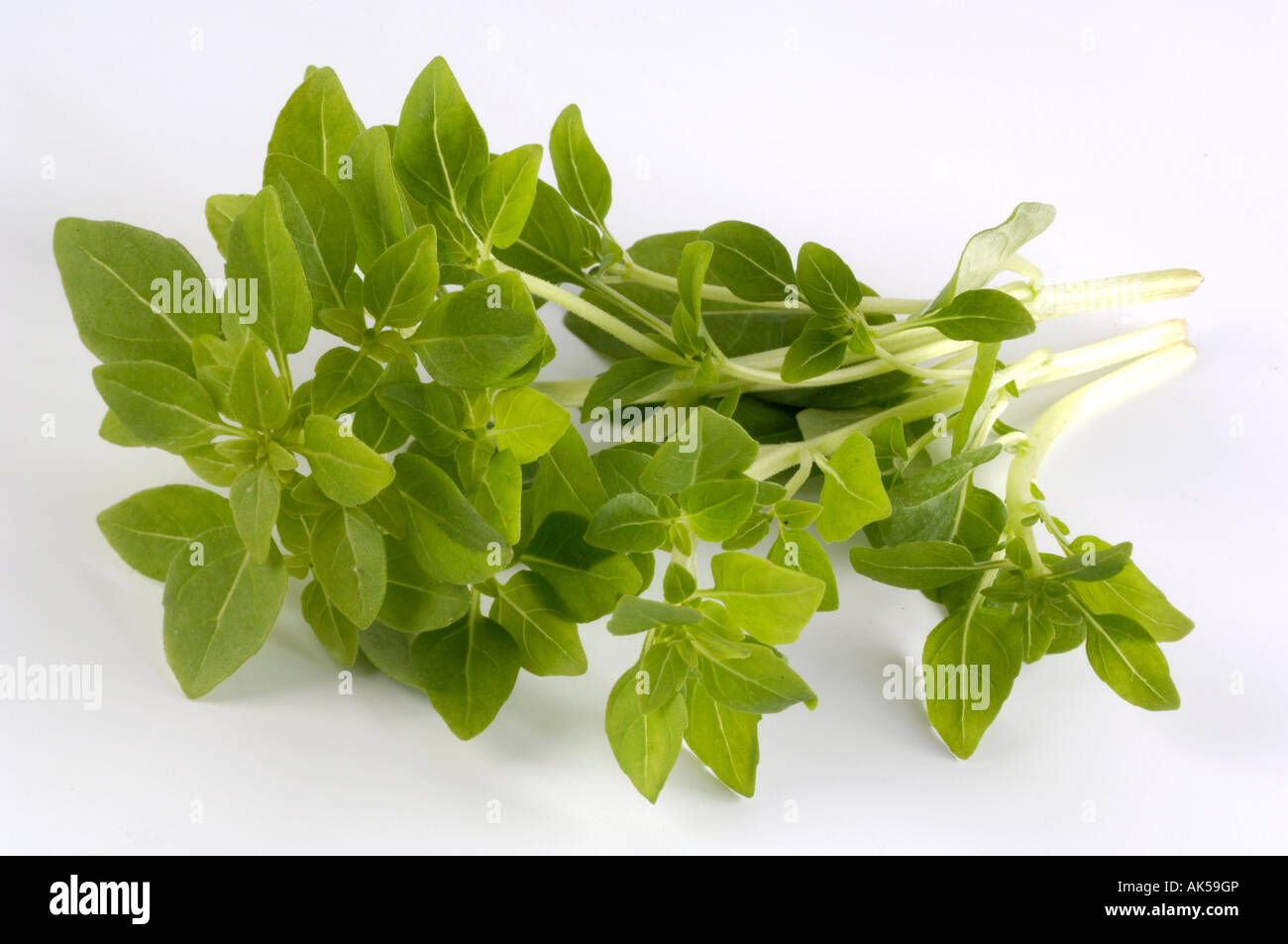 Ocimum basilicum piccolino hi-res stock photography and images - Alamy