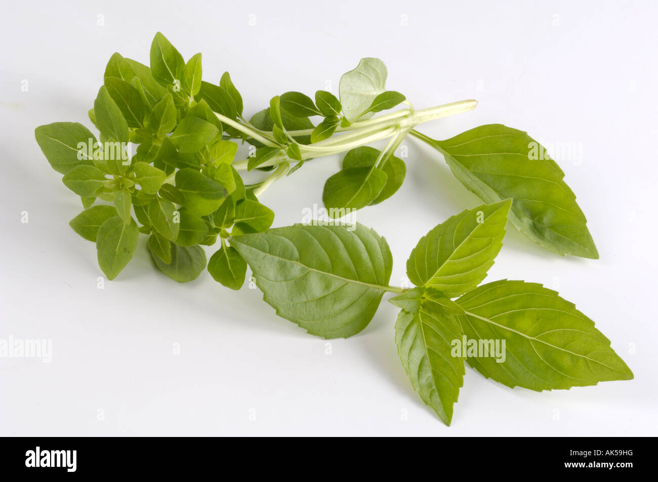 Ocimum basilicum piccolino hi-res stock photography and images - Alamy