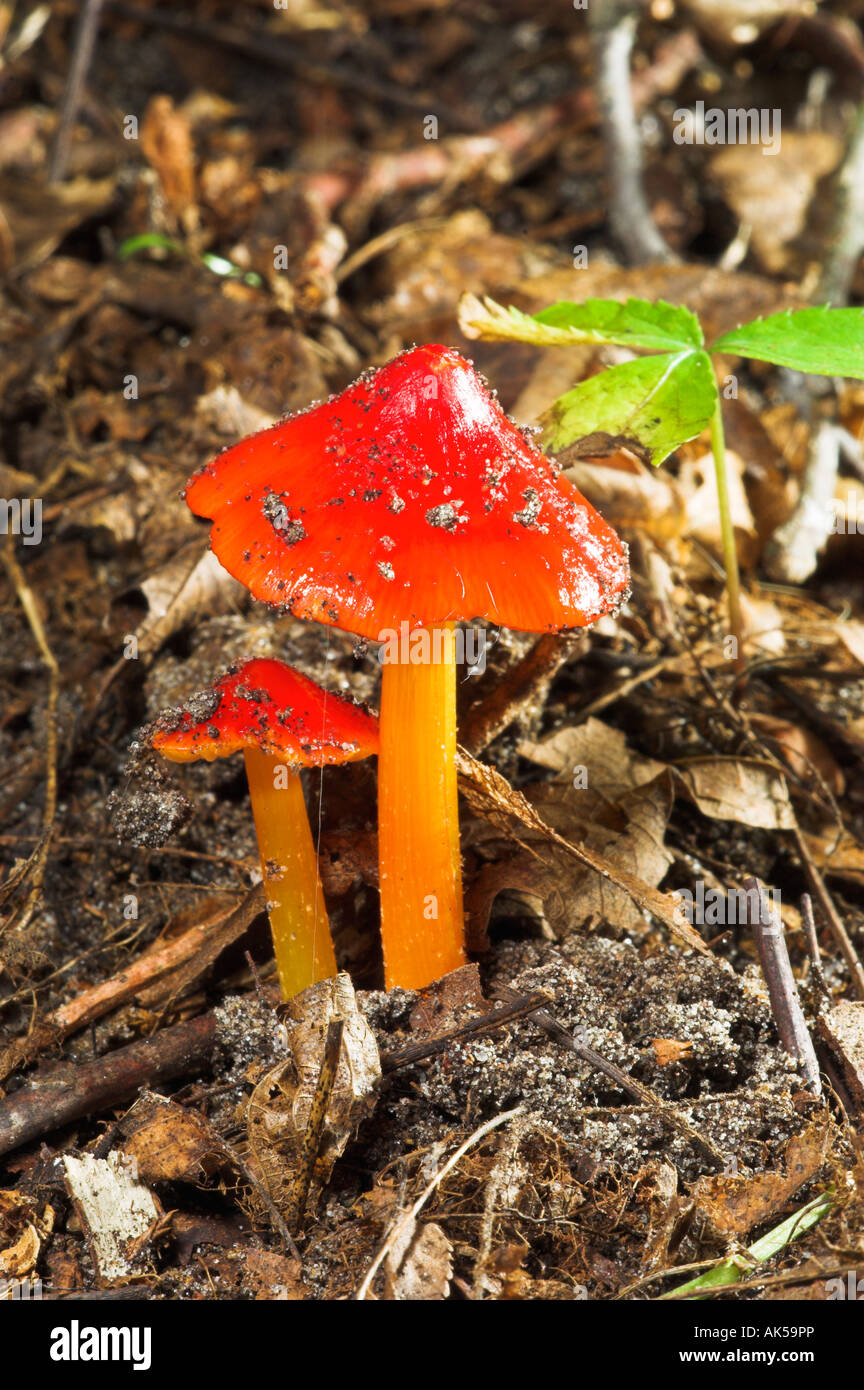 Hygrocybe cuspidata waxy cap mushrooms approx 1.5" tall Stock Photo - Alamy