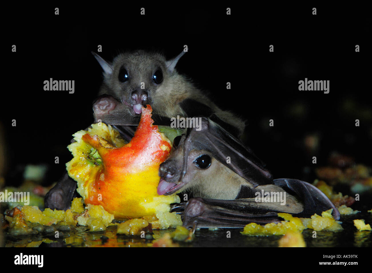 Egyptian Rousette High Resolution Stock Photography and Images - Alamy