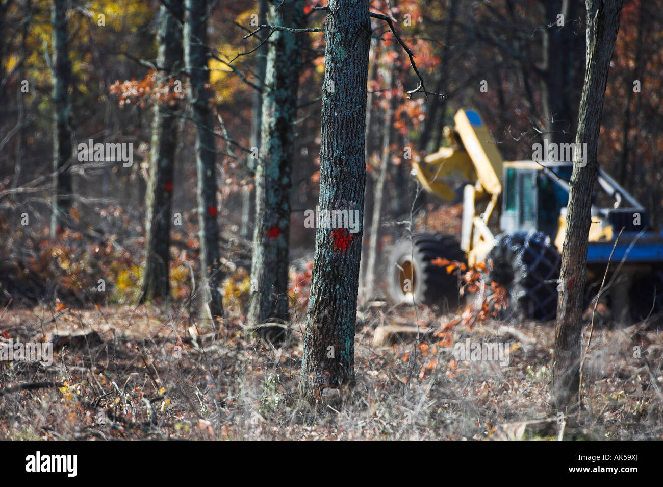 Heavy equipment clearing trees oak hi-res stock photography and images ...