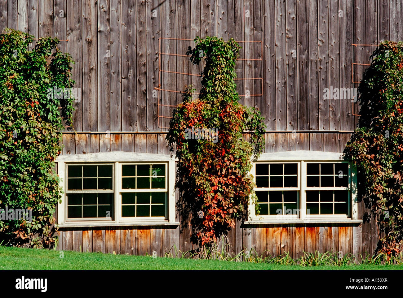 Vines on barn hi-res stock photography and images - Alamy