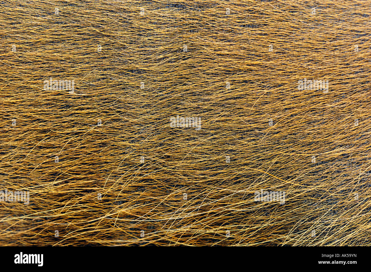 African Bush Pig Stock Photo - Alamy