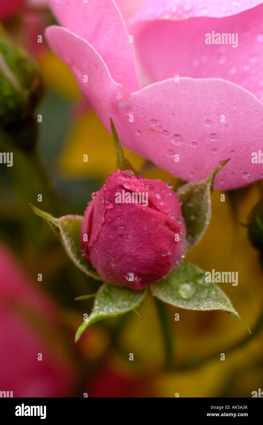 Angela rose hi-res stock photography and images - Alamy