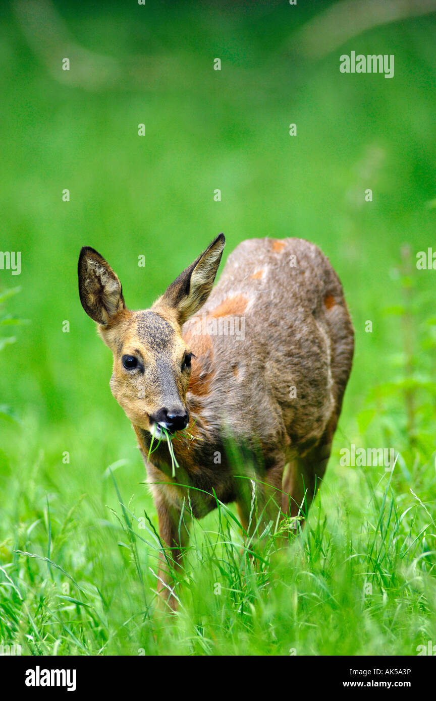 Reh hi-res stock photography and images - Alamy