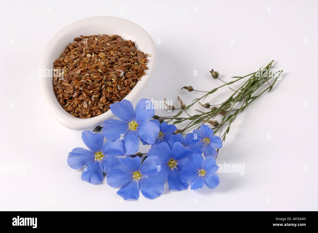 Perennial blue flowers Cut Out Stock Images & Pictures - Alamy