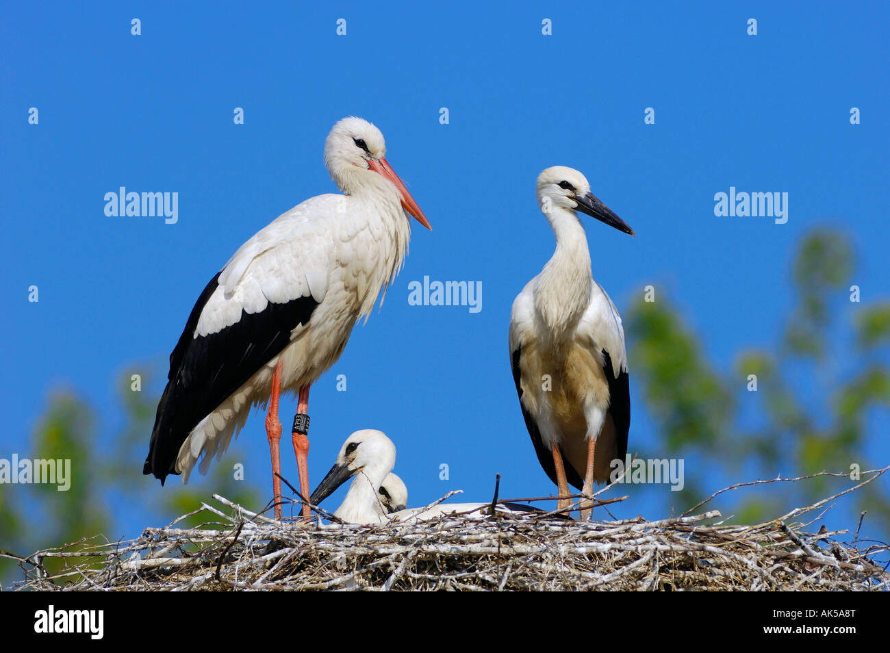 White stork with youngs at nest hi-res stock photography and images - Alamy