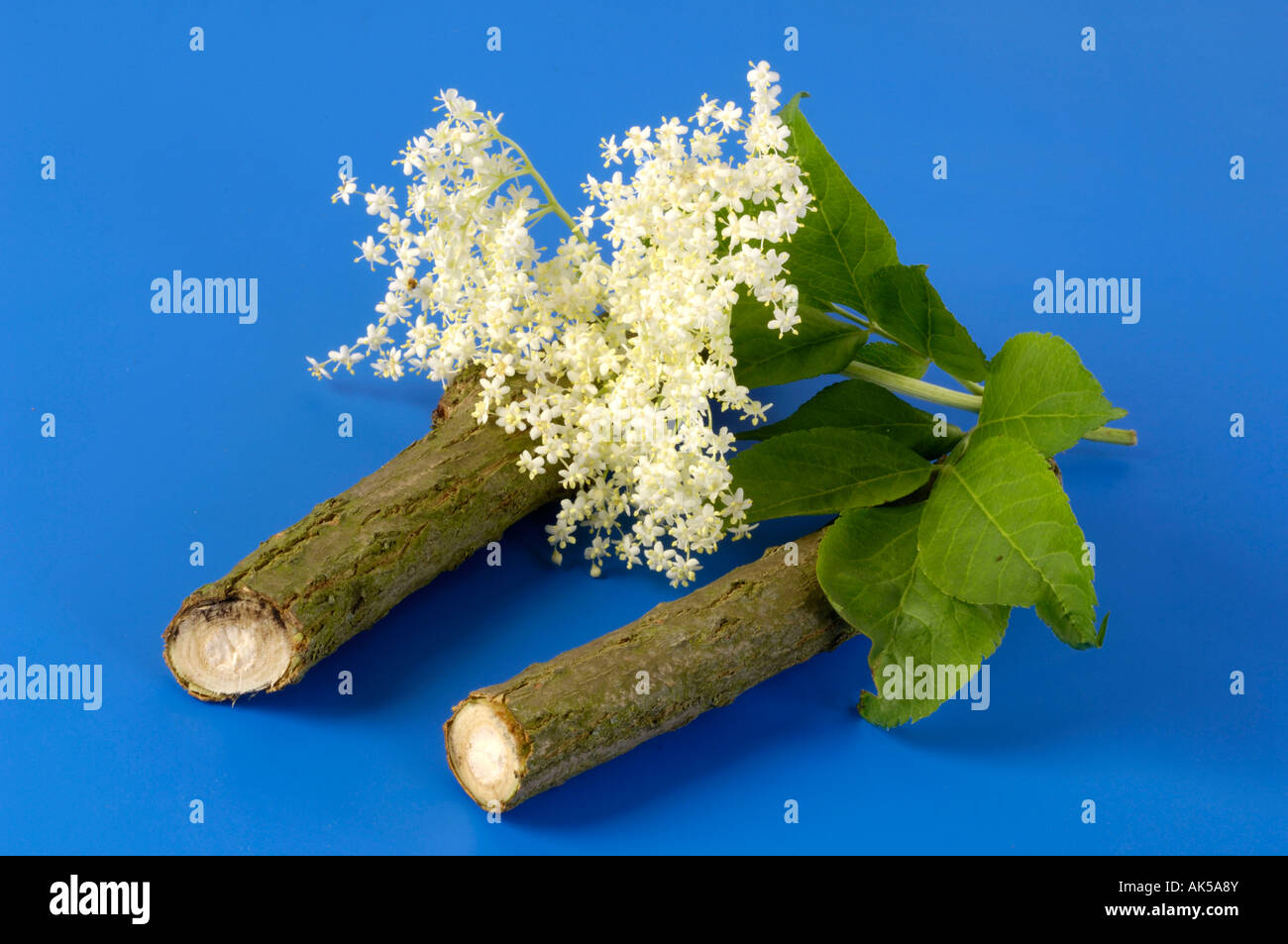 Elder bark sambucus nigra hi-res stock photography and images - Alamy