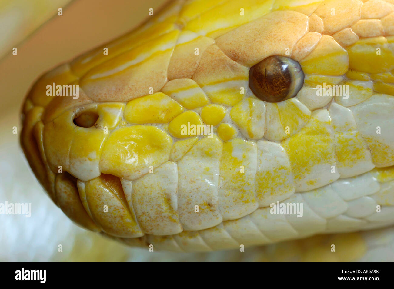 Indian albino hi-res stock photography and images - Alamy
