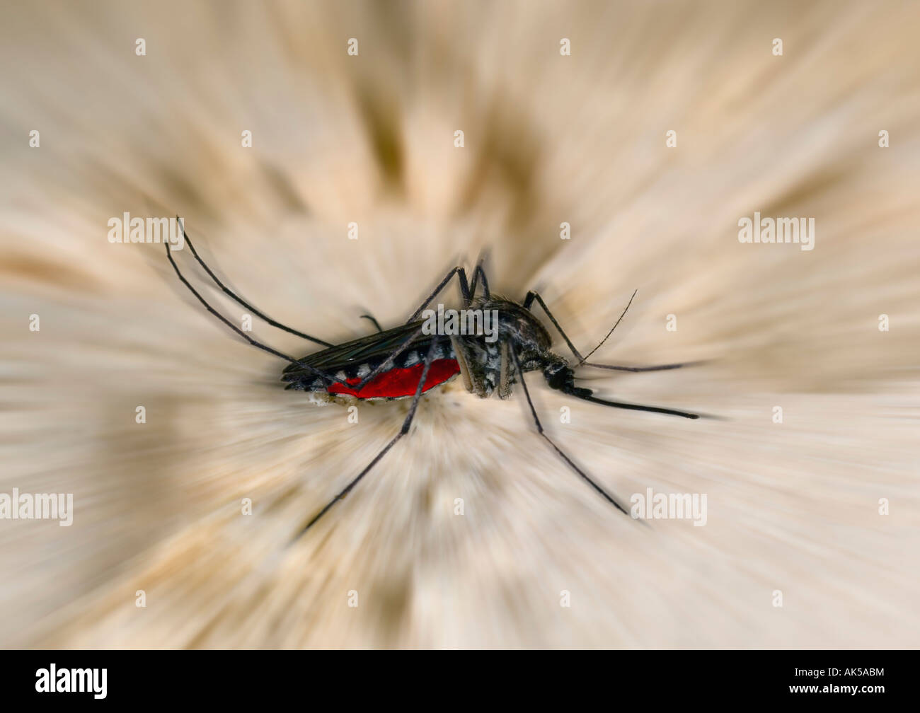 Close up of a mosquito Stock Photo - Alamy