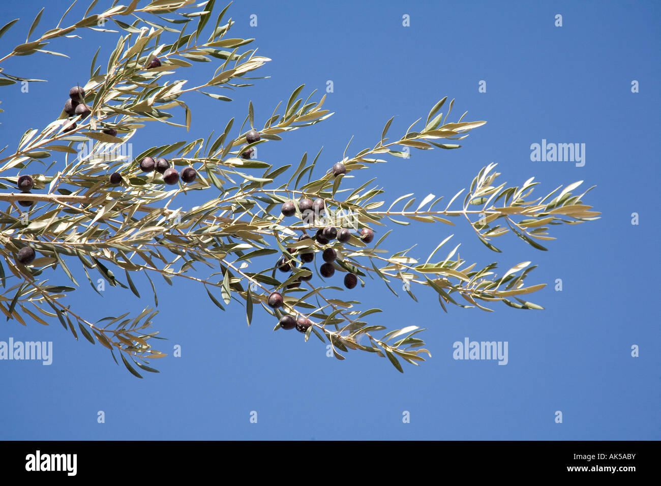 Olives growing the tree Marrakesh Morocco Stock Photo - Alamy