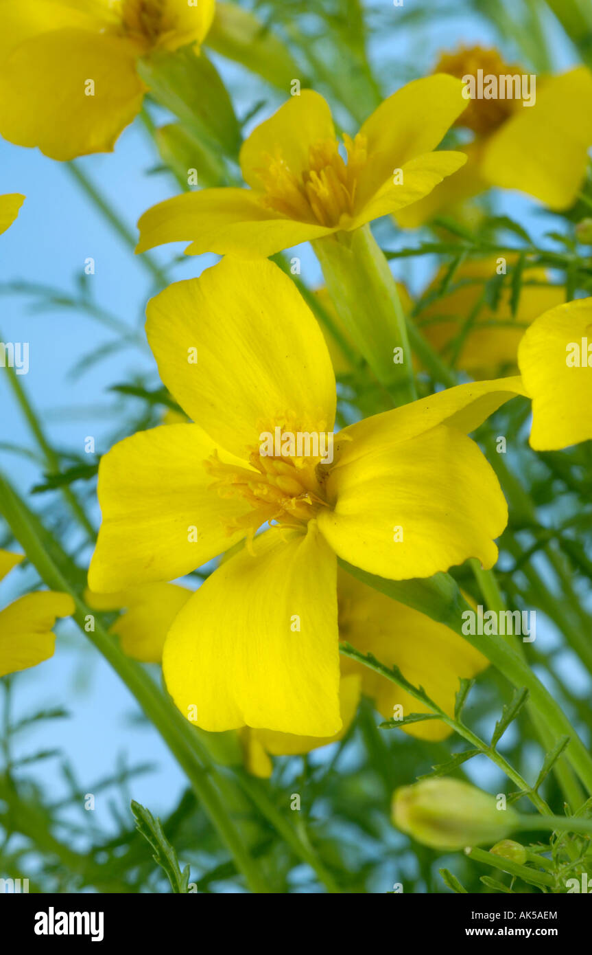 Tagetes tenuifolia signet hi-res stock photography and images - Alamy