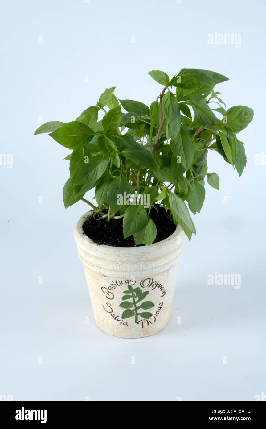 Thai basil cut out hi-res stock photography and images - Alamy