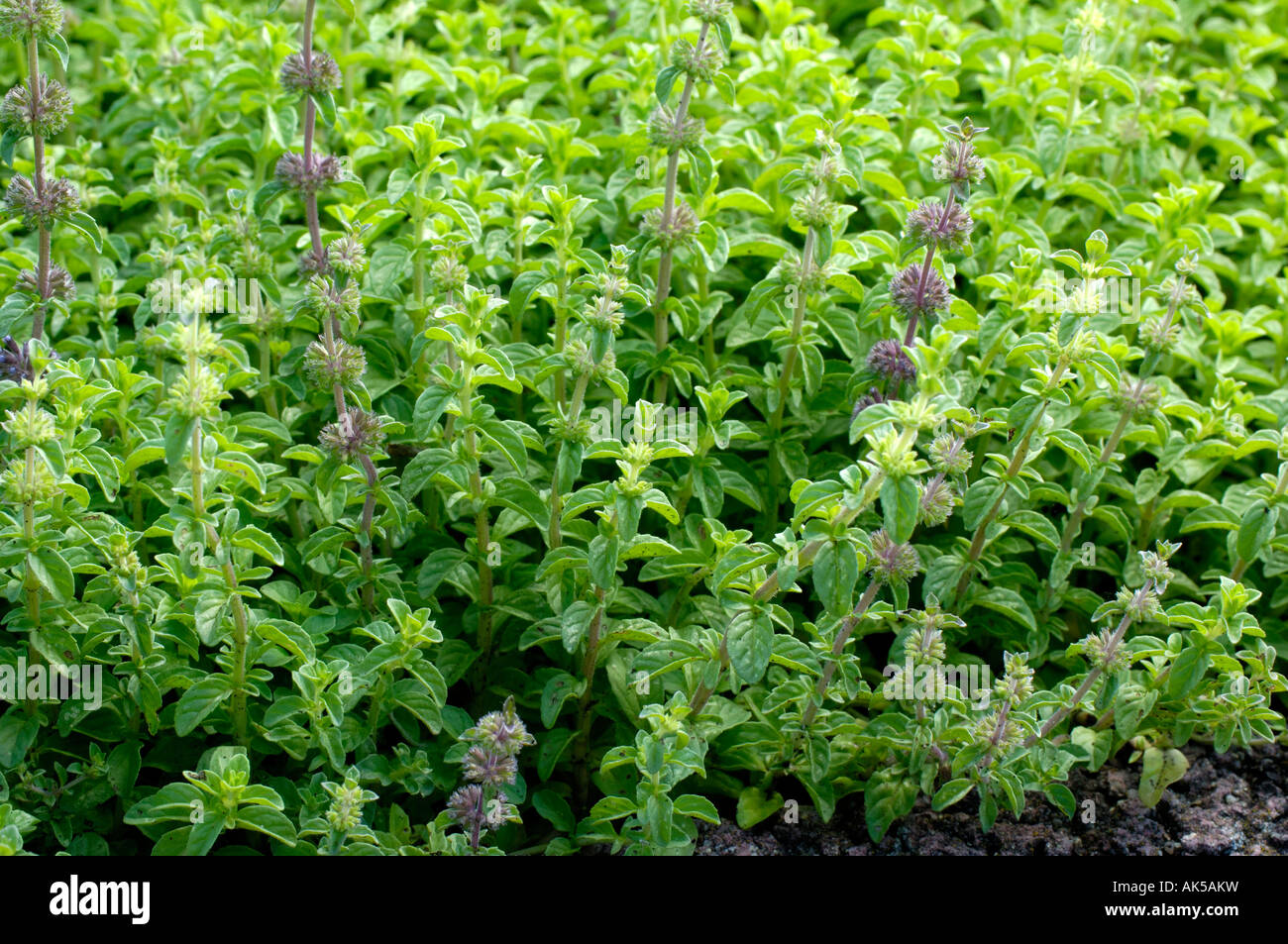 Pennyroyal Stock Photo: 14890188 - Alamy