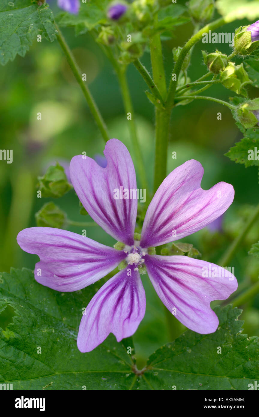 Common mallow hi-res stock photography and images - Alamy
