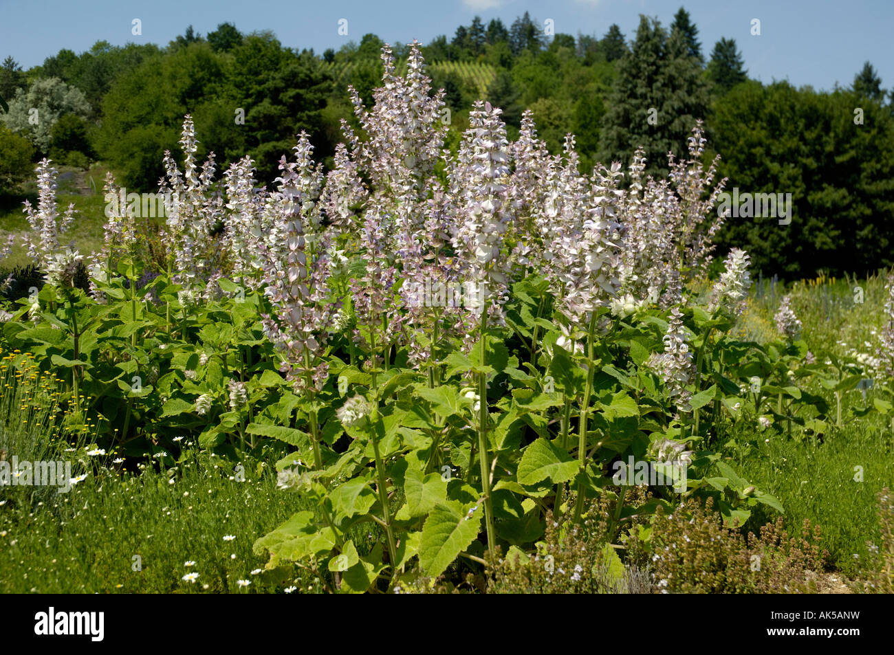 Muscatel hi-res stock photography and images - Alamy