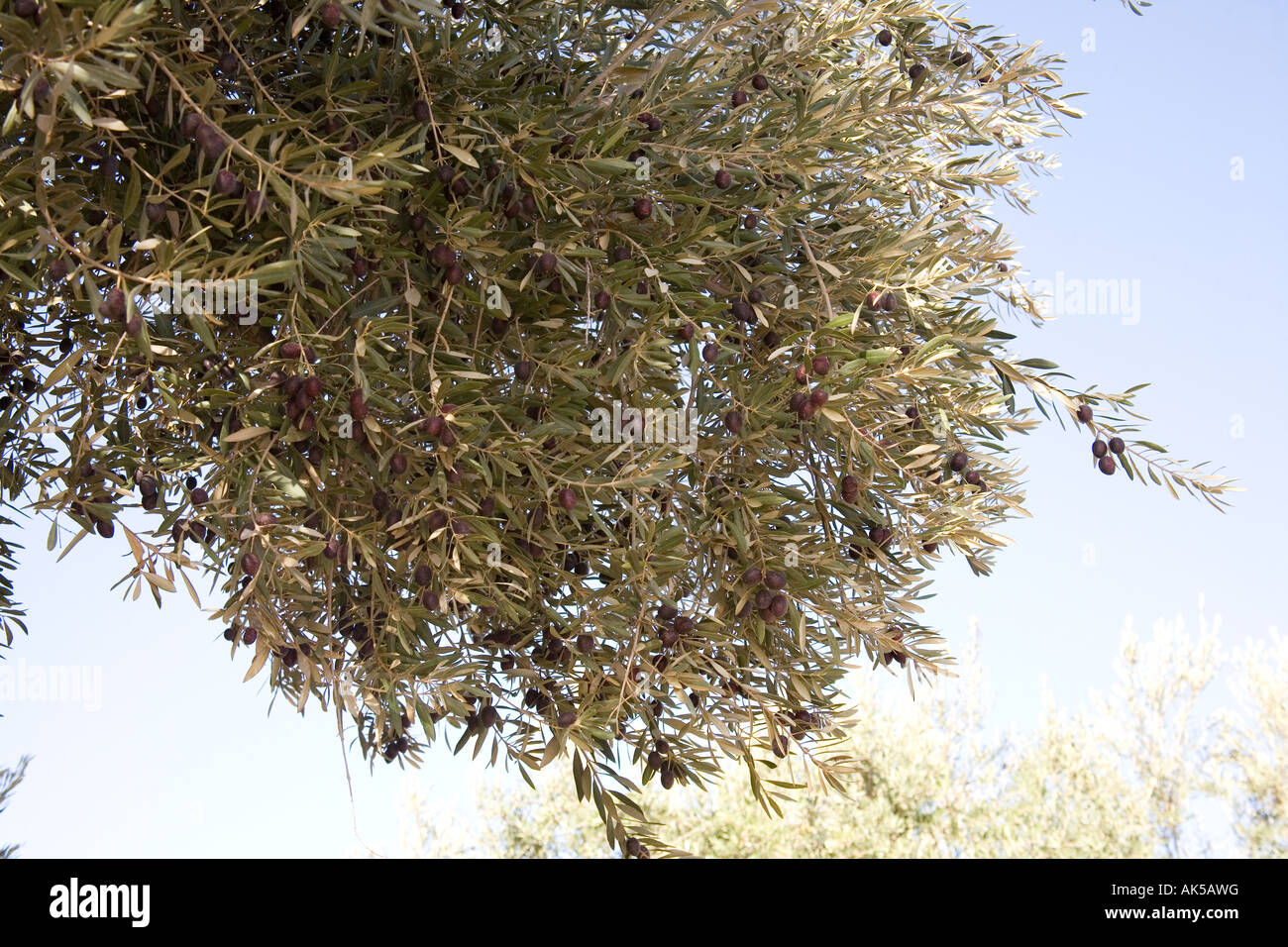 Olives growing the tree Marrakesh Morocco Stock Photo - Alamy