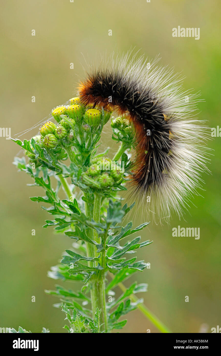 Garden Tiger Moth Stock Photo - Alamy