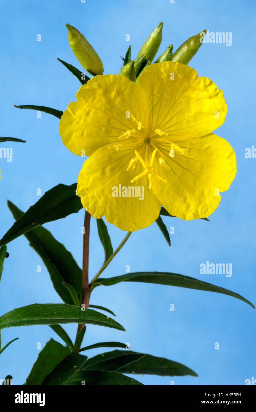 Common Evening Primrose Stock Photo - Alamy