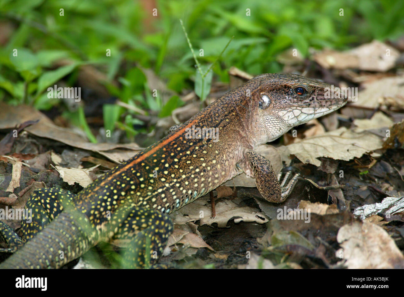 Whiptail (Borriguero) reptile in the rainforest of Metropolitan park ...