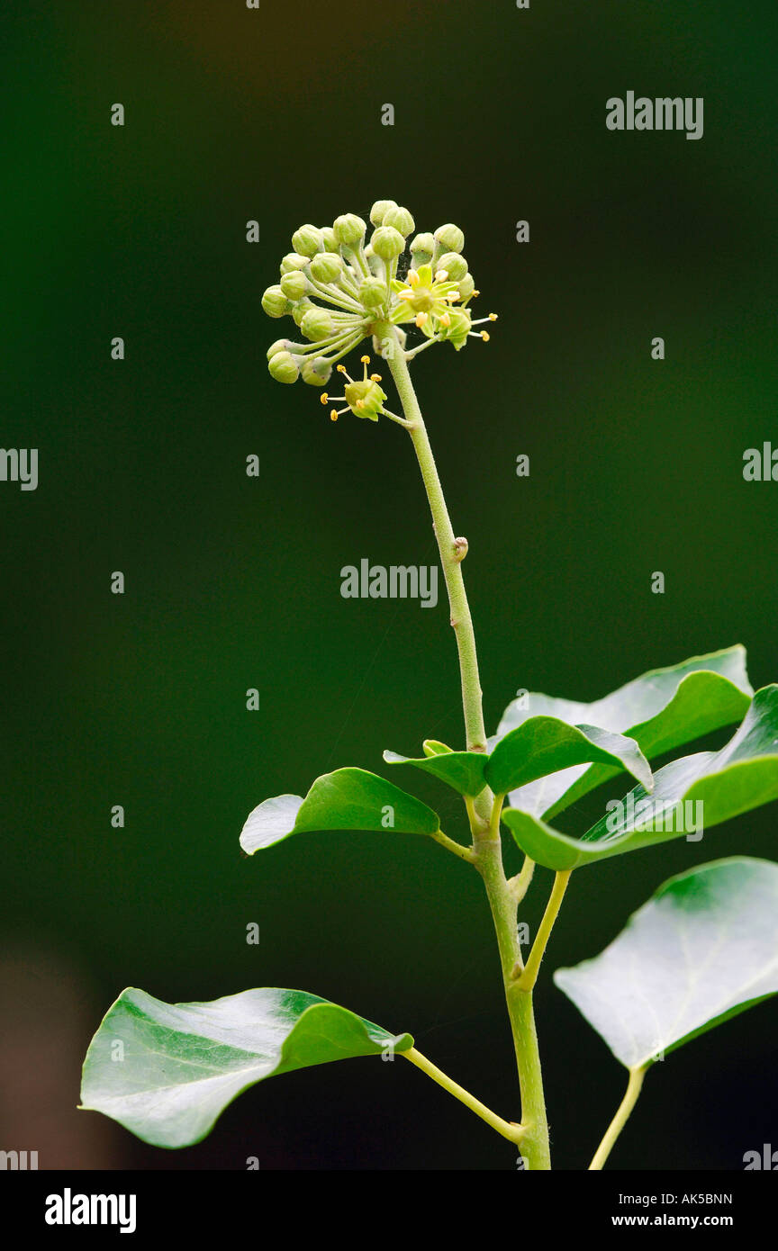 Ivy blossoms hi-res stock photography and images - Alamy