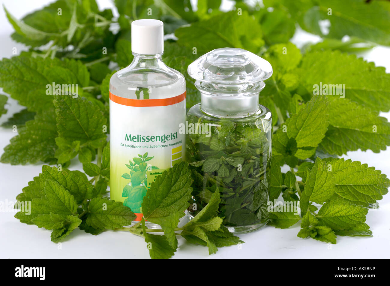 Lemon Balm / Sweet Balm Stock Photo - Alamy