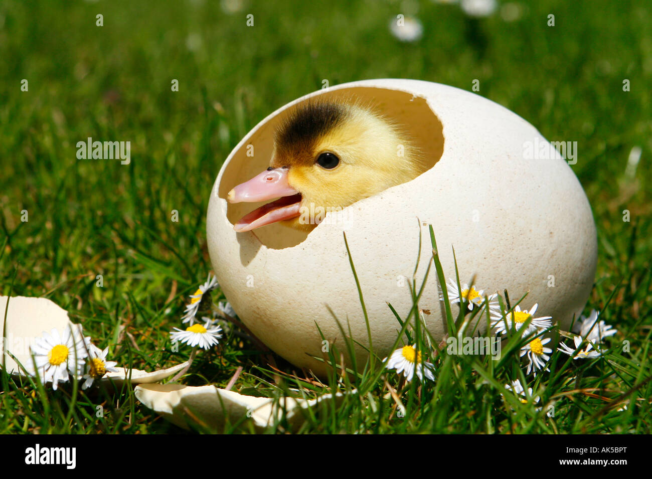 Duckling hatching hi-res stock photography and images - Alamy