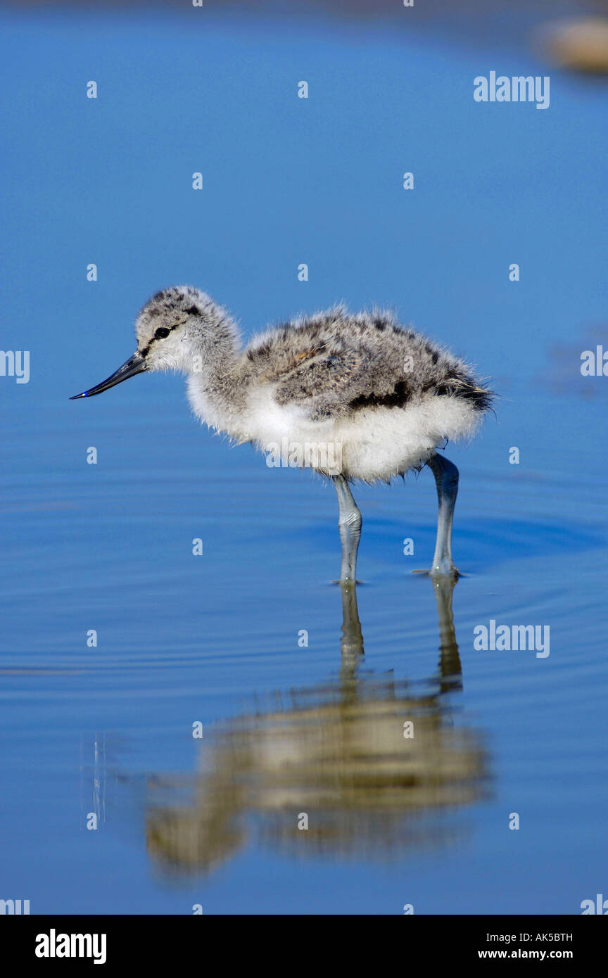 Avocet and chick standing hi-res stock photography and images - Alamy