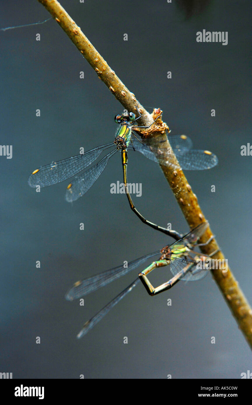 Damselfly hi-res stock photography and images - Alamy